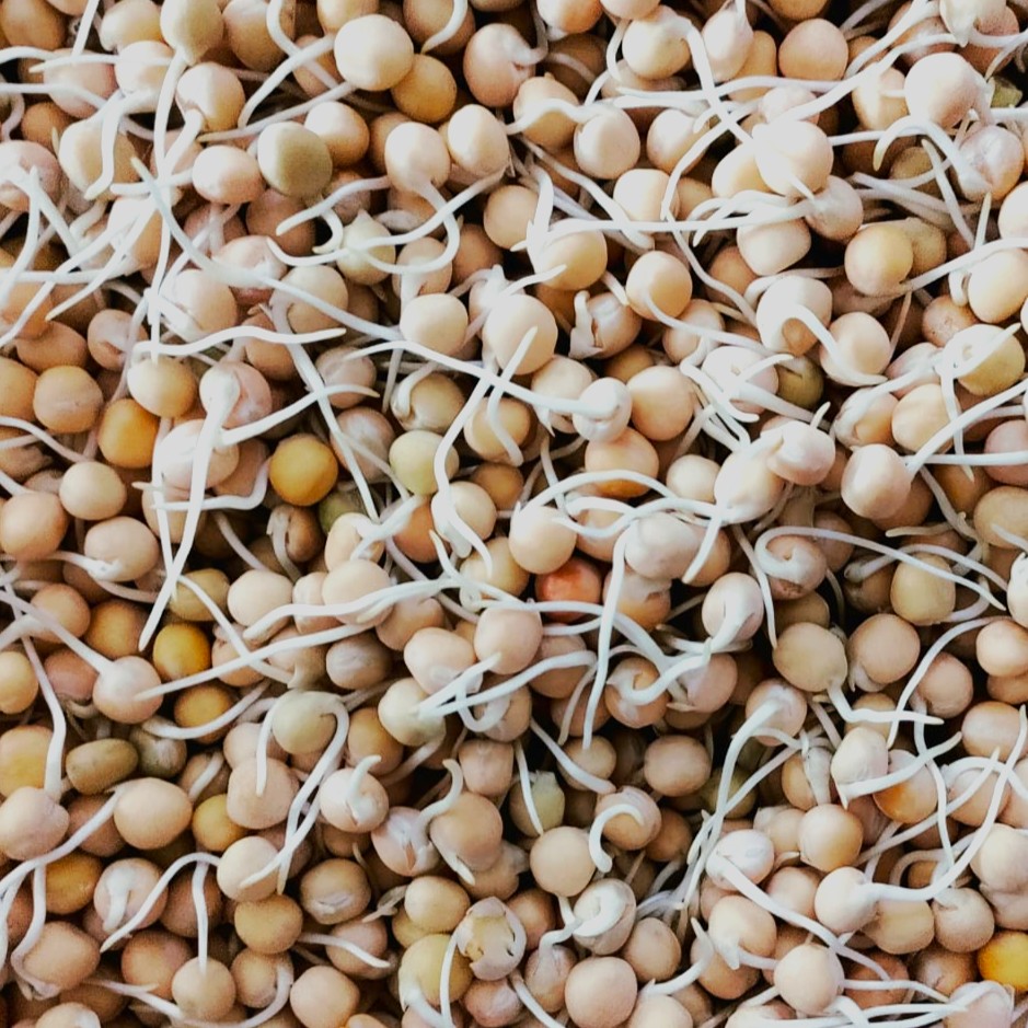 VBPL – Expanding The Horizons of Bioprocess Technology